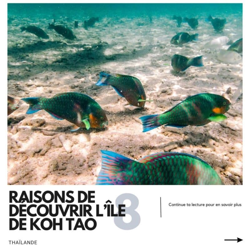 Koh Tao en Thaïlande : 8 Incontournables 999 Vies